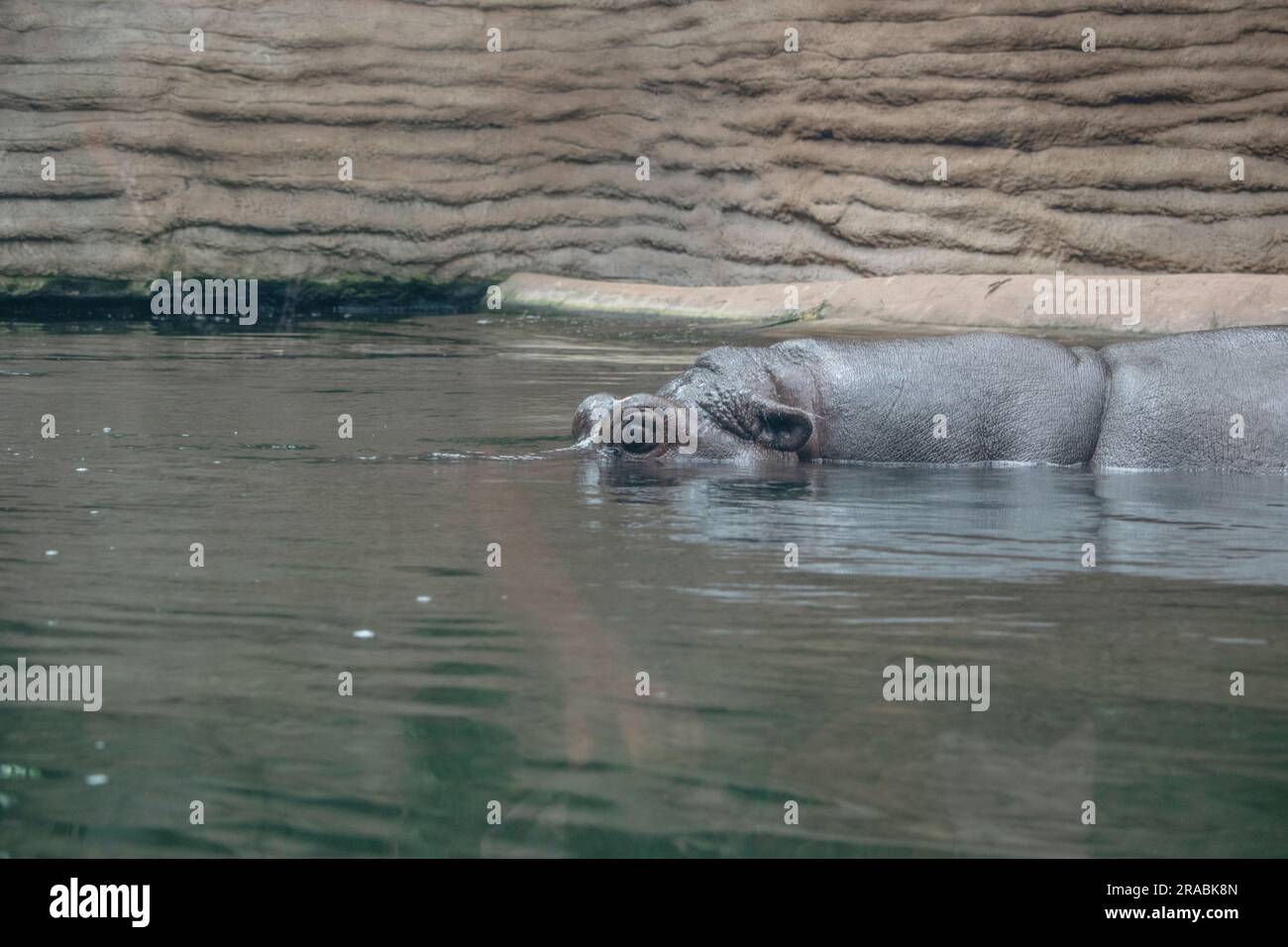 A joyful hippopotamus enjoys a swim in the pool, creating playful ...