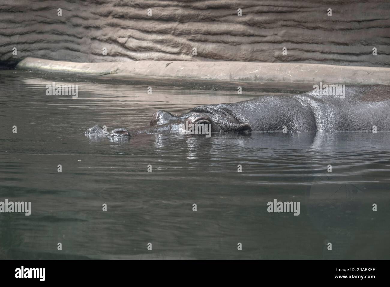 A joyful hippopotamus enjoys a swim in the pool, creating playful ...