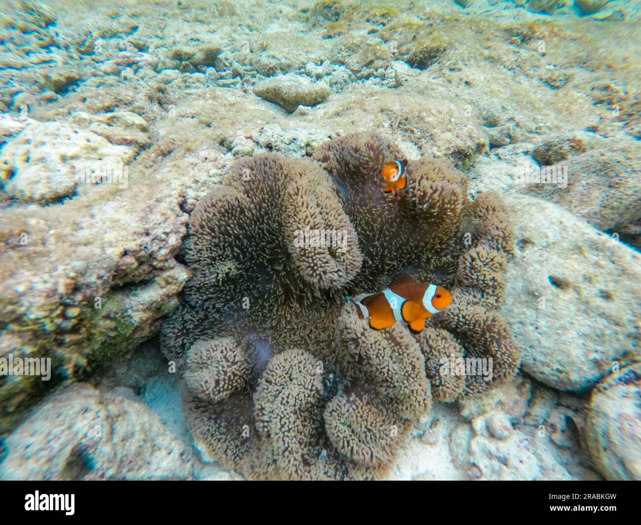 Two clownfish (Ocellaris clownfish) in their anemone in El Nido ...