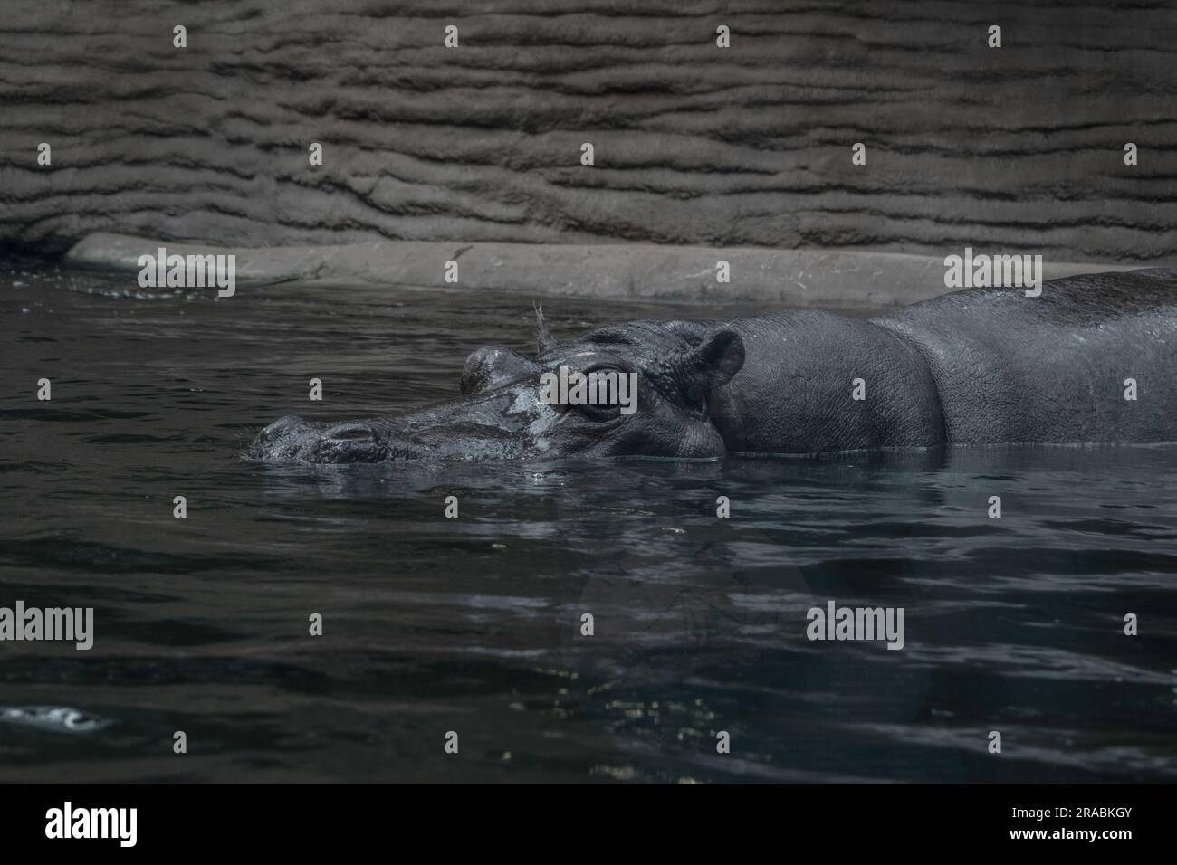A joyful hippopotamus enjoys a swim in the pool, creating playful ...