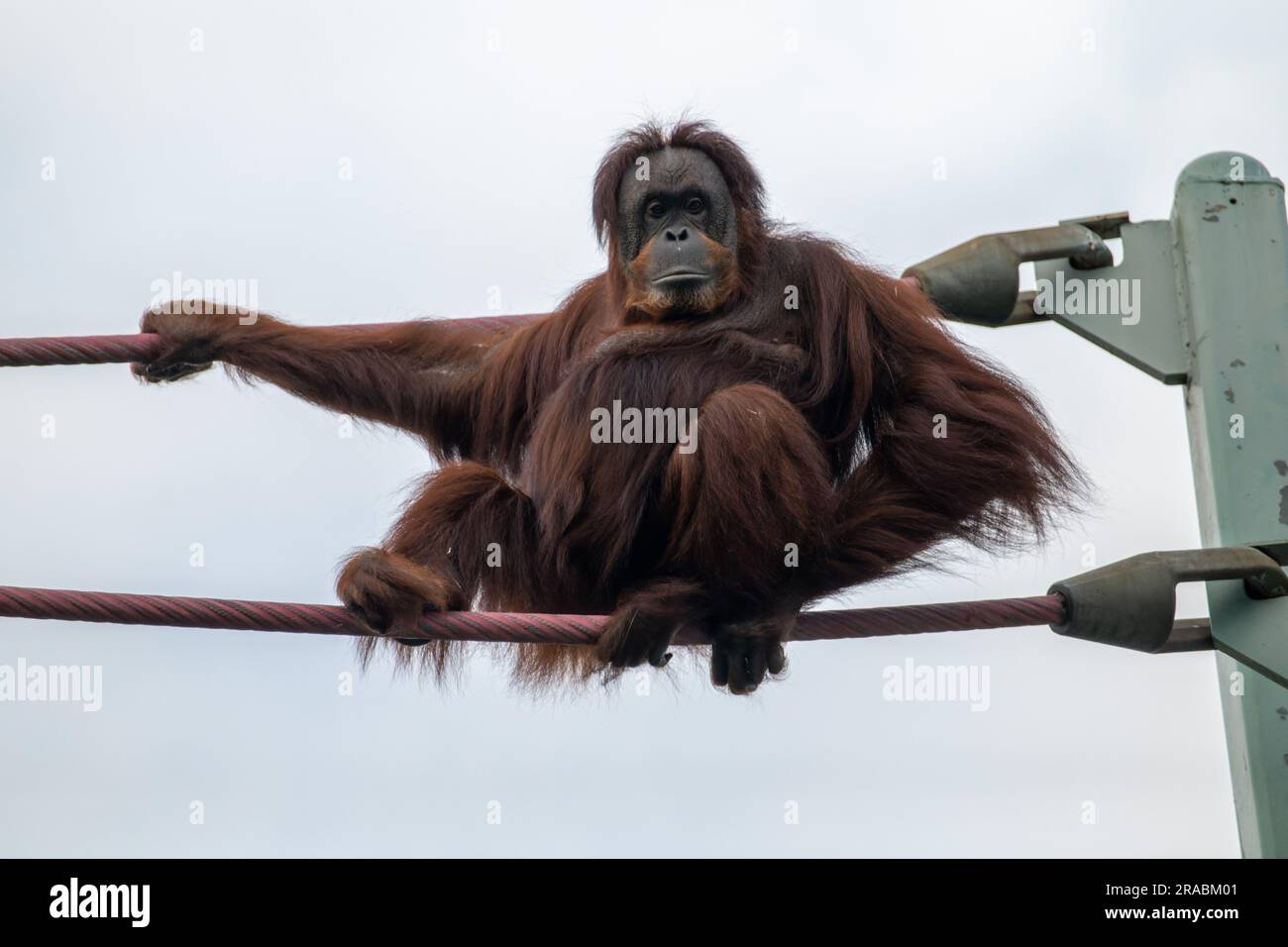 Orangutan climbing ropes hi-res stock photography and images - Alamy