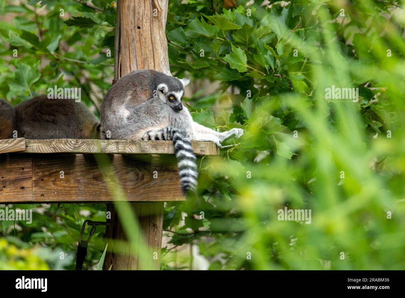 Baby ring tailed lemur lemur catta rainforest madagascar hi-res stock ...
