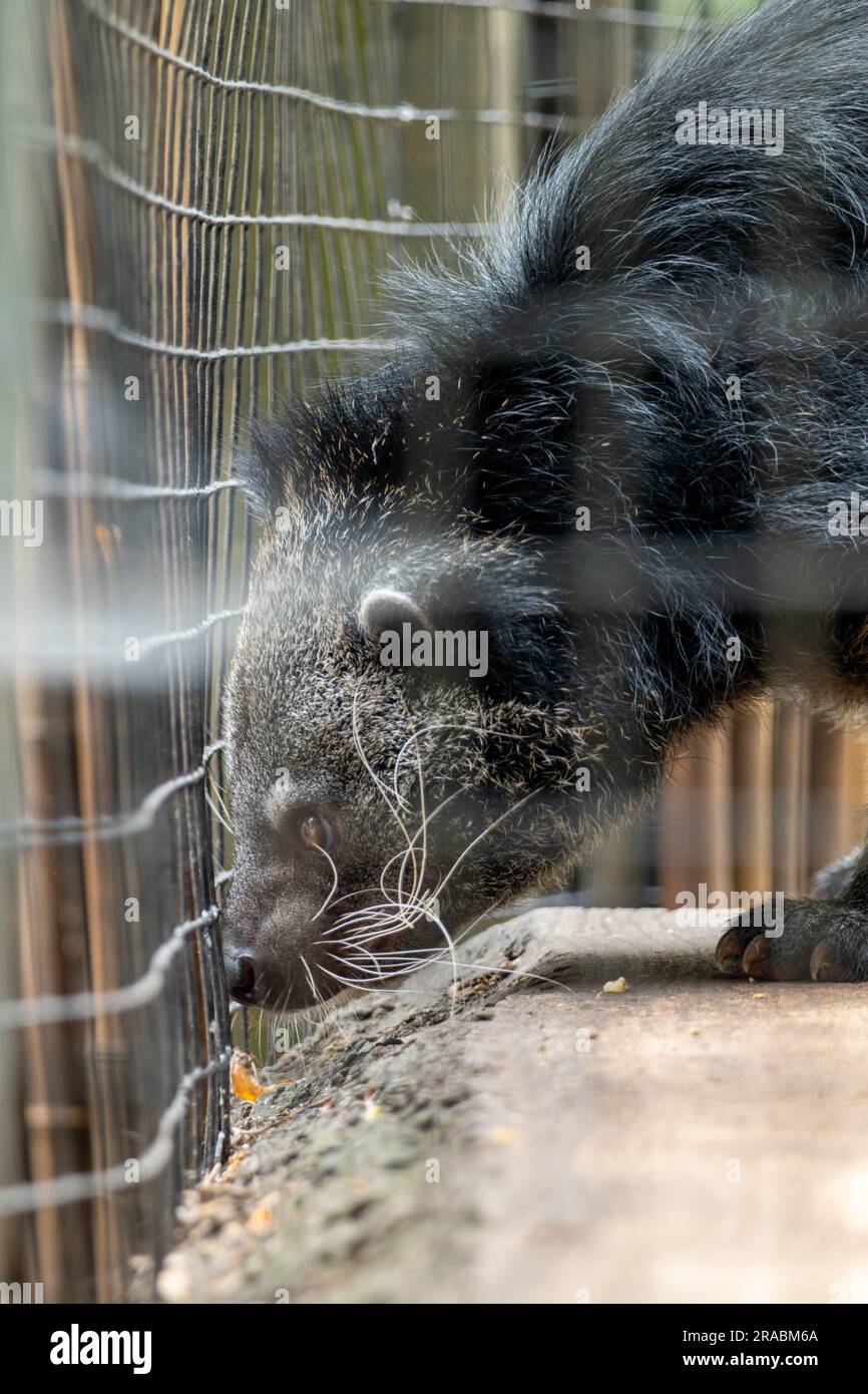 Binturong baby hi-res stock photography and images - Alamy