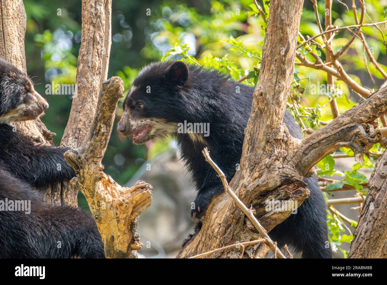 Trees and other fauna hi-res stock photography and images - Alamy