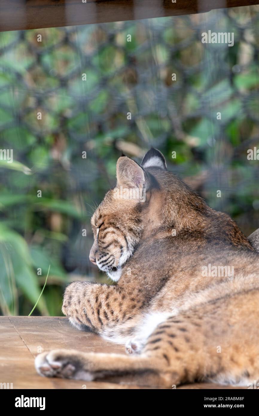 Cat face grid hi-res stock photography and images - Alamy