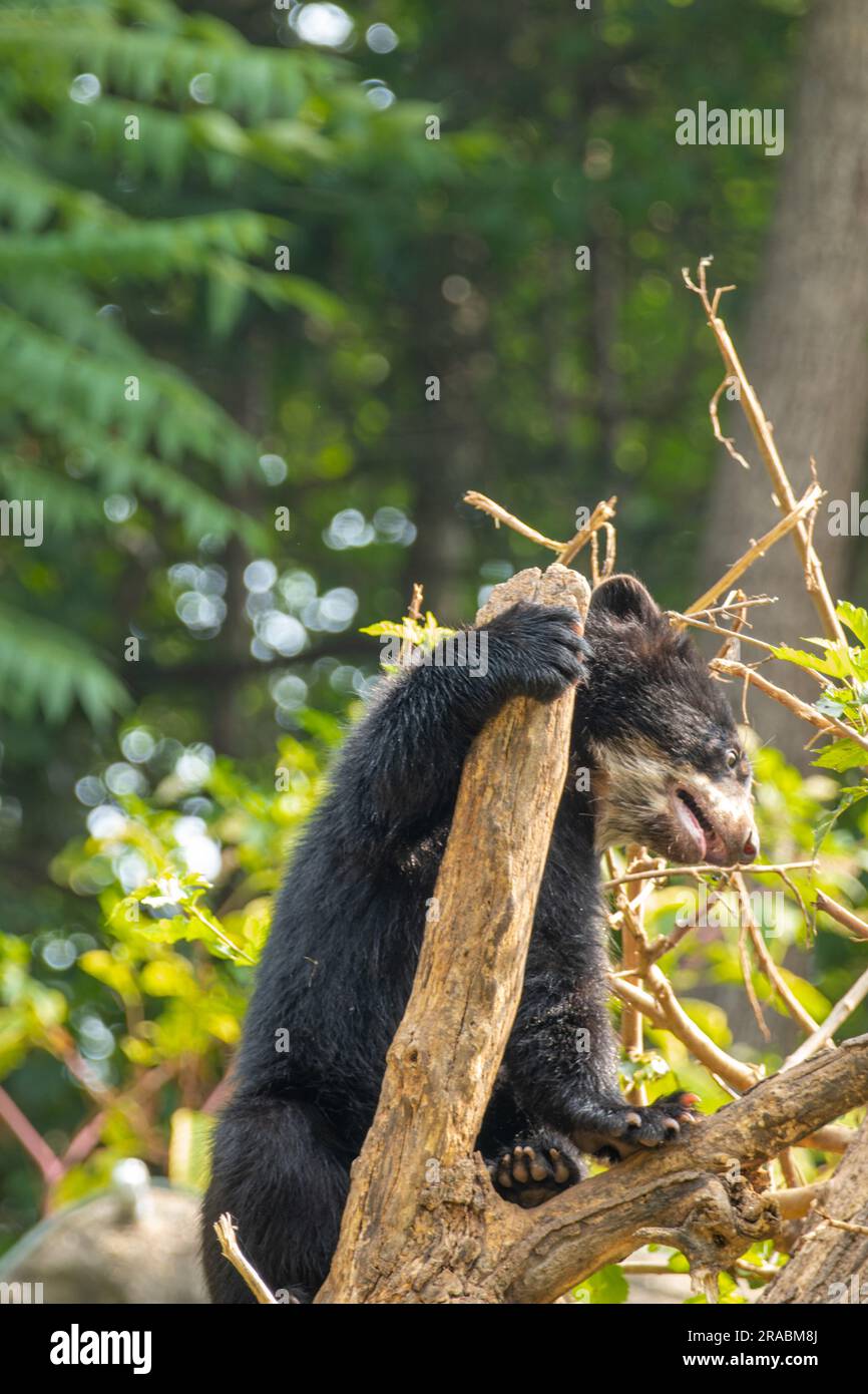 An Andean Cub Bear Climbing a Tree Stock Photo - Alamy