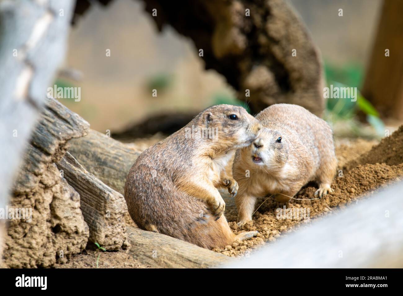Colorado prairie dogs hi-res stock photography and images - Alamy