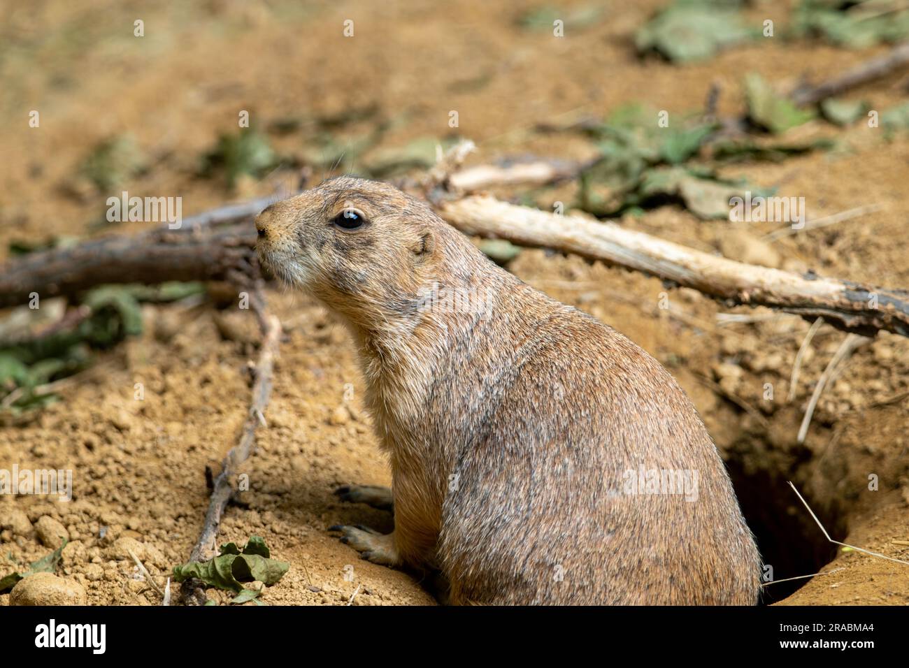 Black tailed prairie dog home hi-res stock photography and images - Alamy