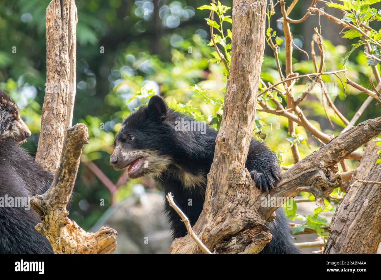 An Andean Cub Bear Climbing a Tree Stock Photo - Alamy
