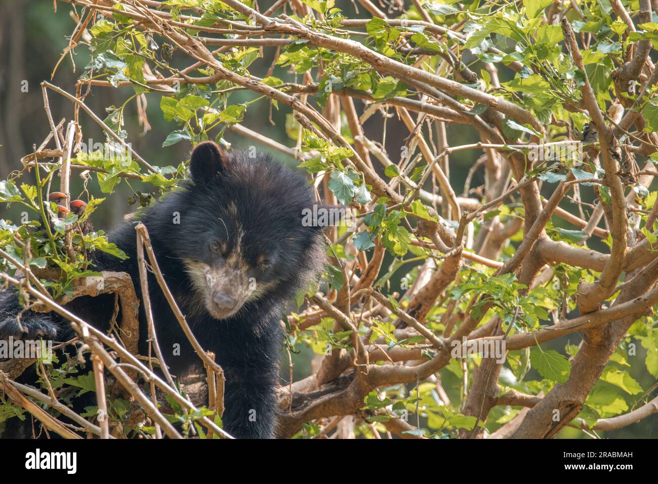 Andean bear cub hi-res stock photography and images - Alamy