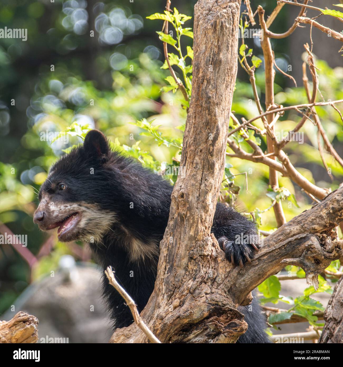An Andean Cub Bear Climbing a Tree Stock Photo - Alamy