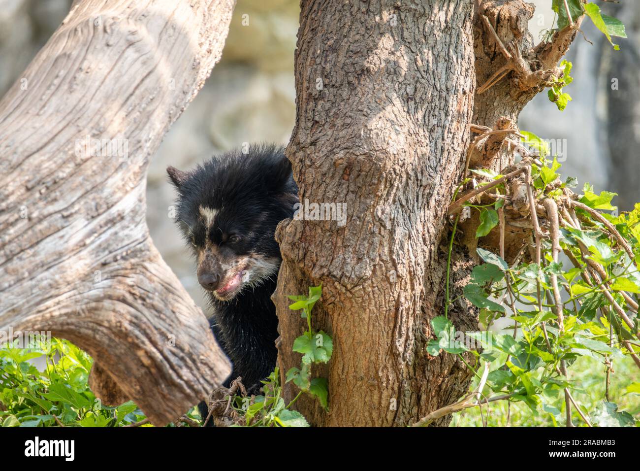 An Andean Cub Bear about to climb a Tree Stock Photo - Alamy