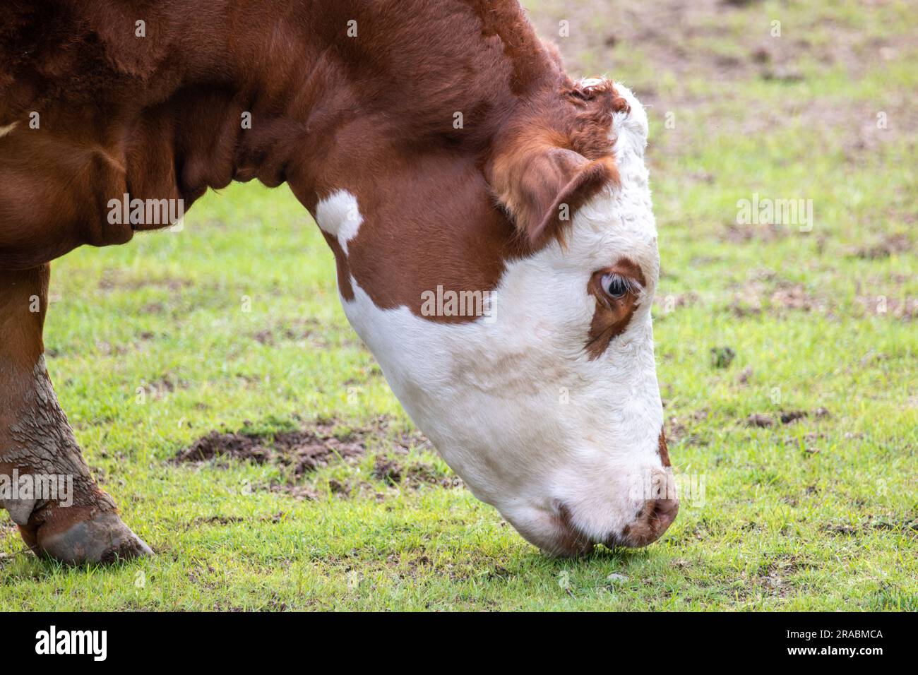 A Photo of a Cow Grazing Stock Photo - Alamy