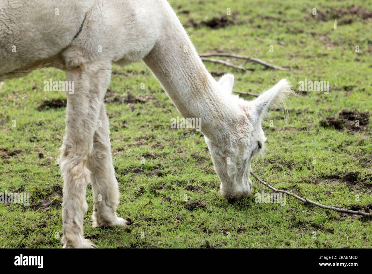 A Photo of an Alpaca Grazing Stock Photo - Alamy
