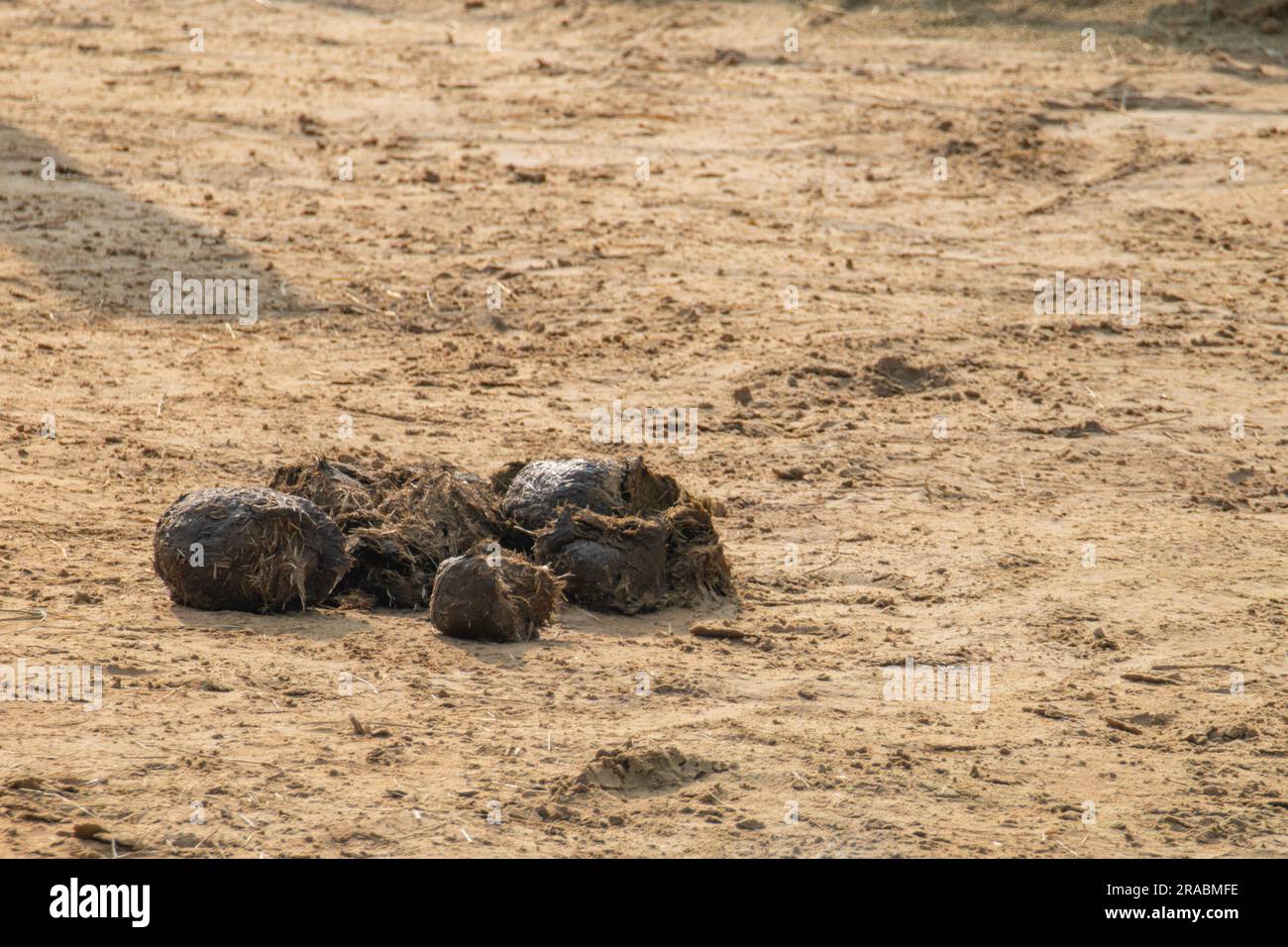 Large Elephant Dung on the Ground Stock Photo - Alamy