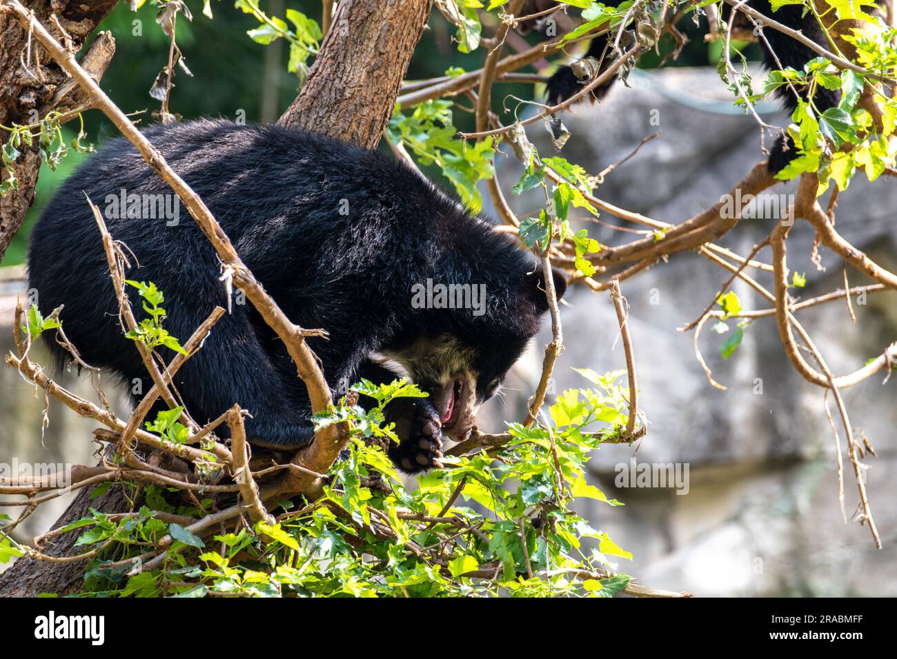 An Andean Cub Bear Climbing a Tree Stock Photo - Alamy