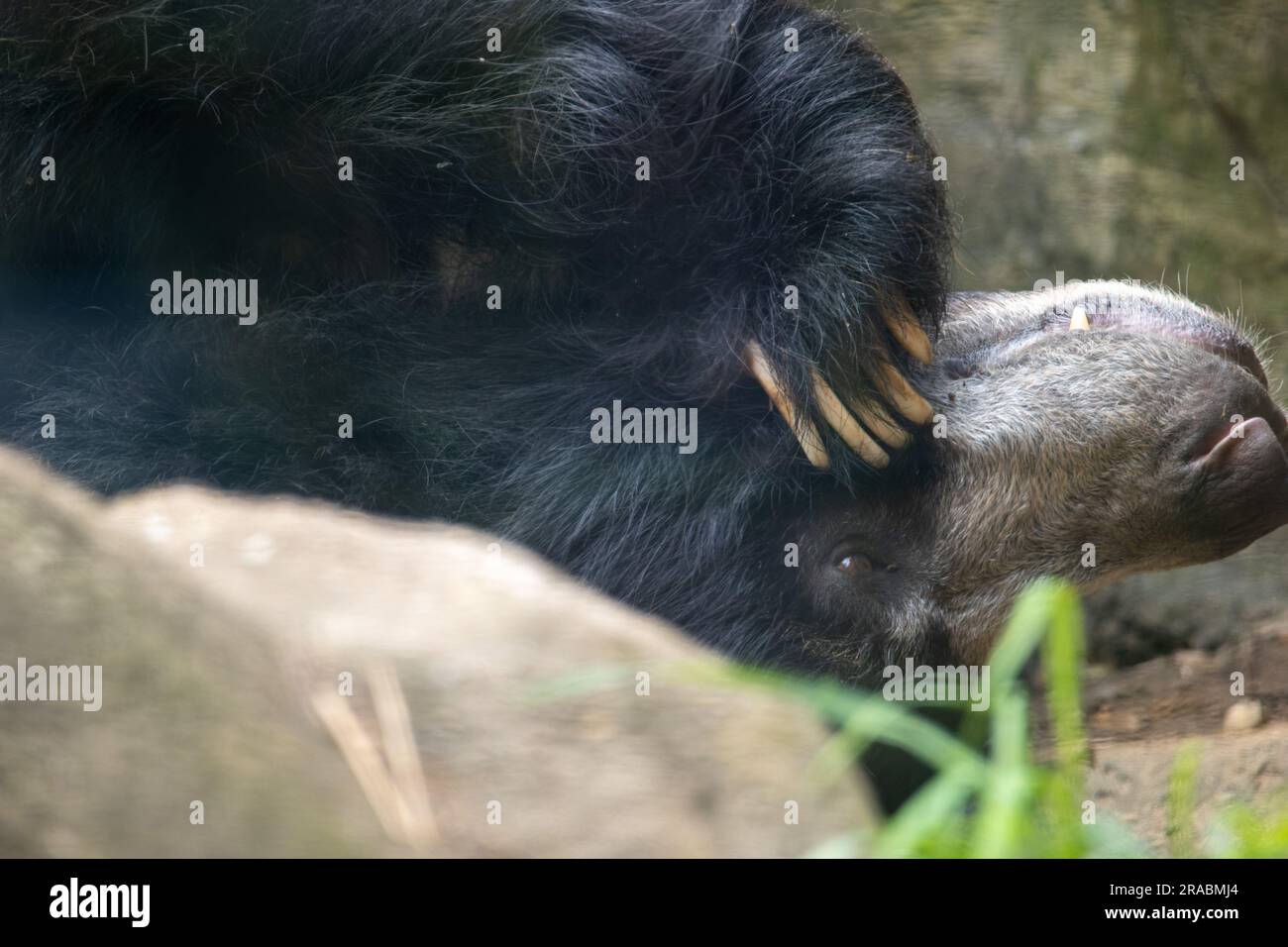 Upside down bear hi-res stock photography and images - Alamy