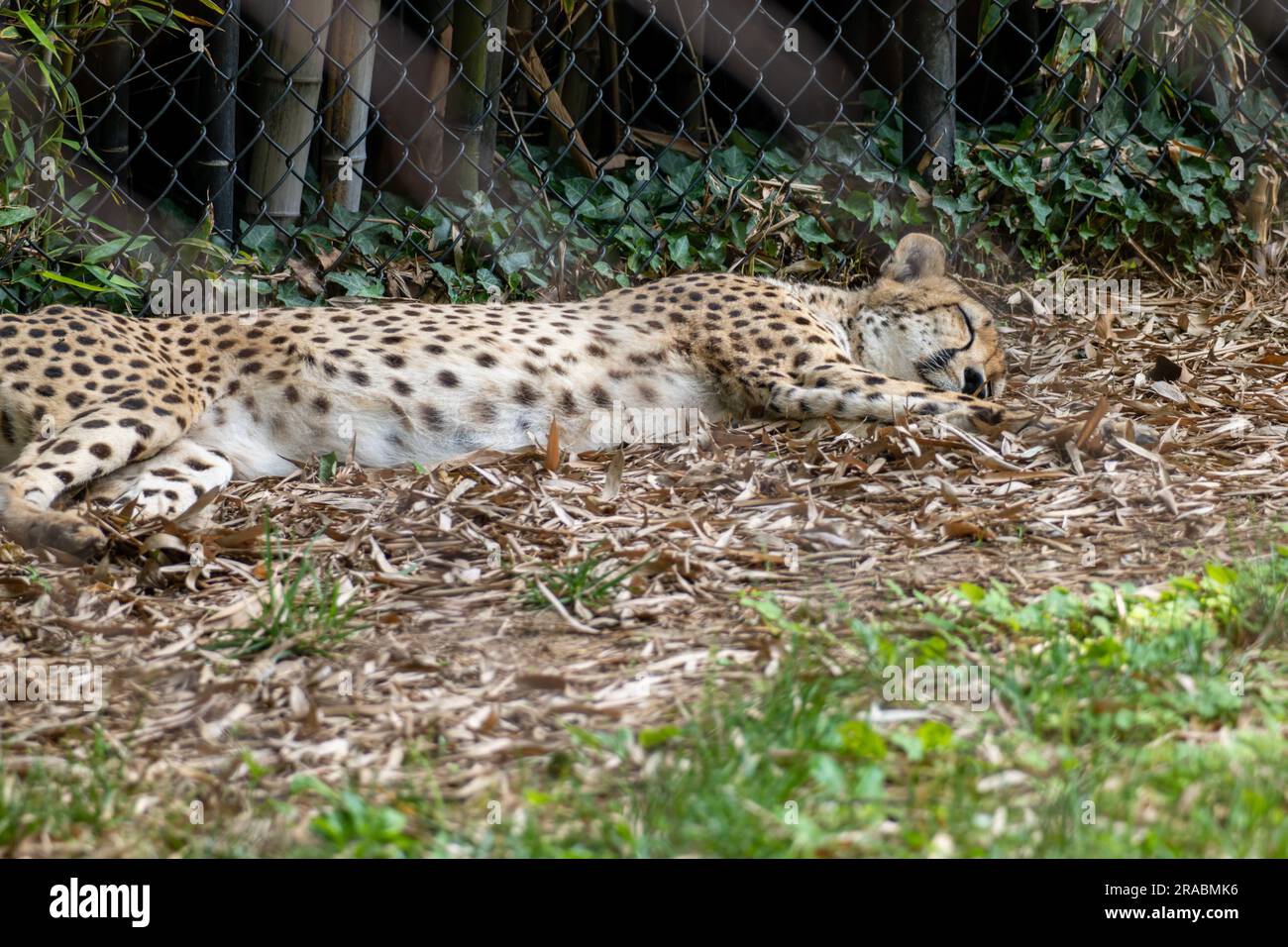 Cheetah in captivity hi-res stock photography and images - Alamy