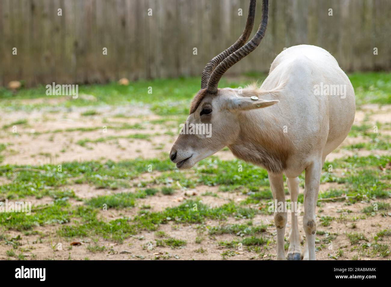 Desert scimitar hi-res stock photography and images - Alamy