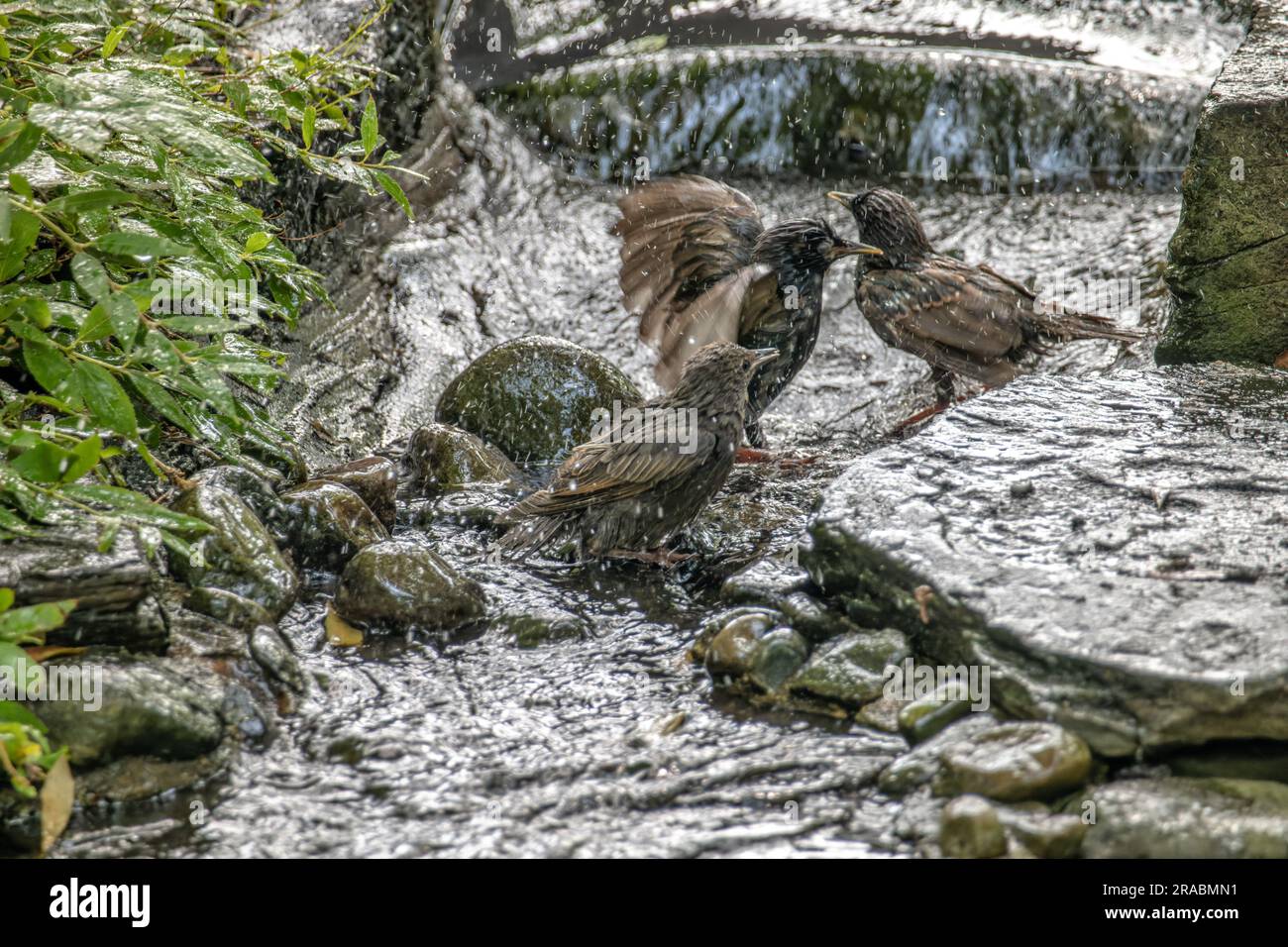 Birds cleaning hi-res stock photography and images - Alamy