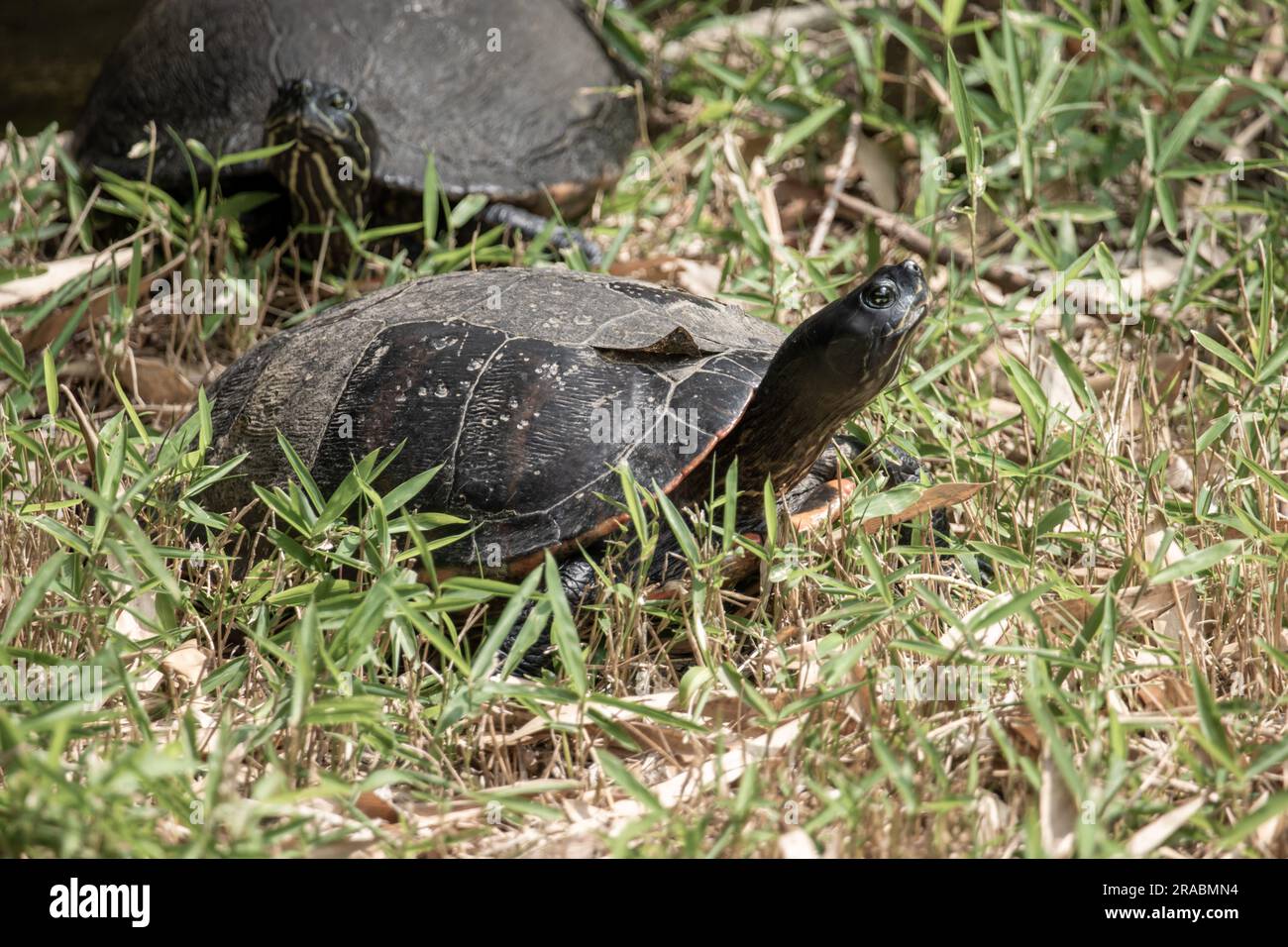 Family turtles in grass hi-res stock photography and images - Alamy