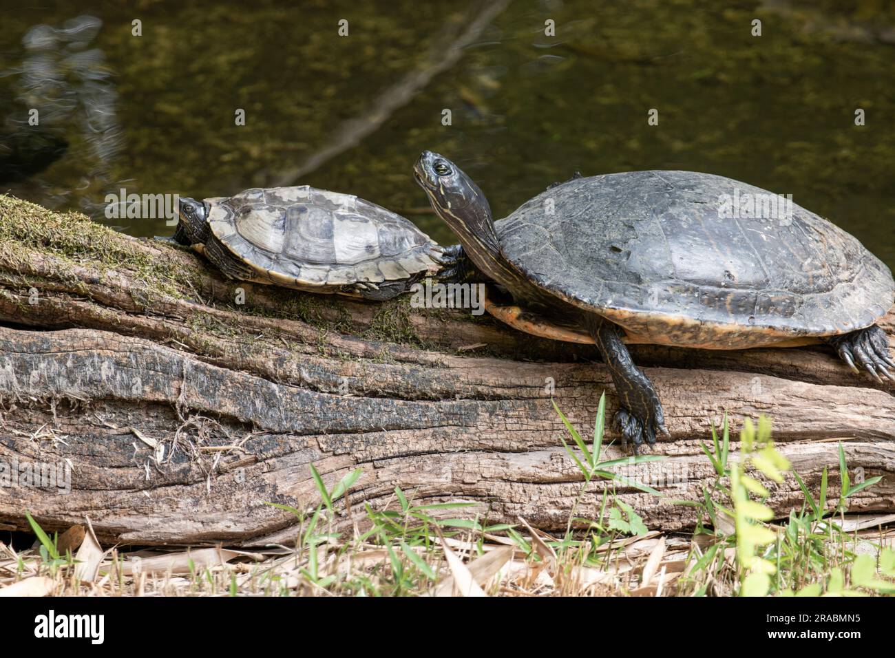 A Family of Turtles Resting on a Log Stock Photo - Alamy