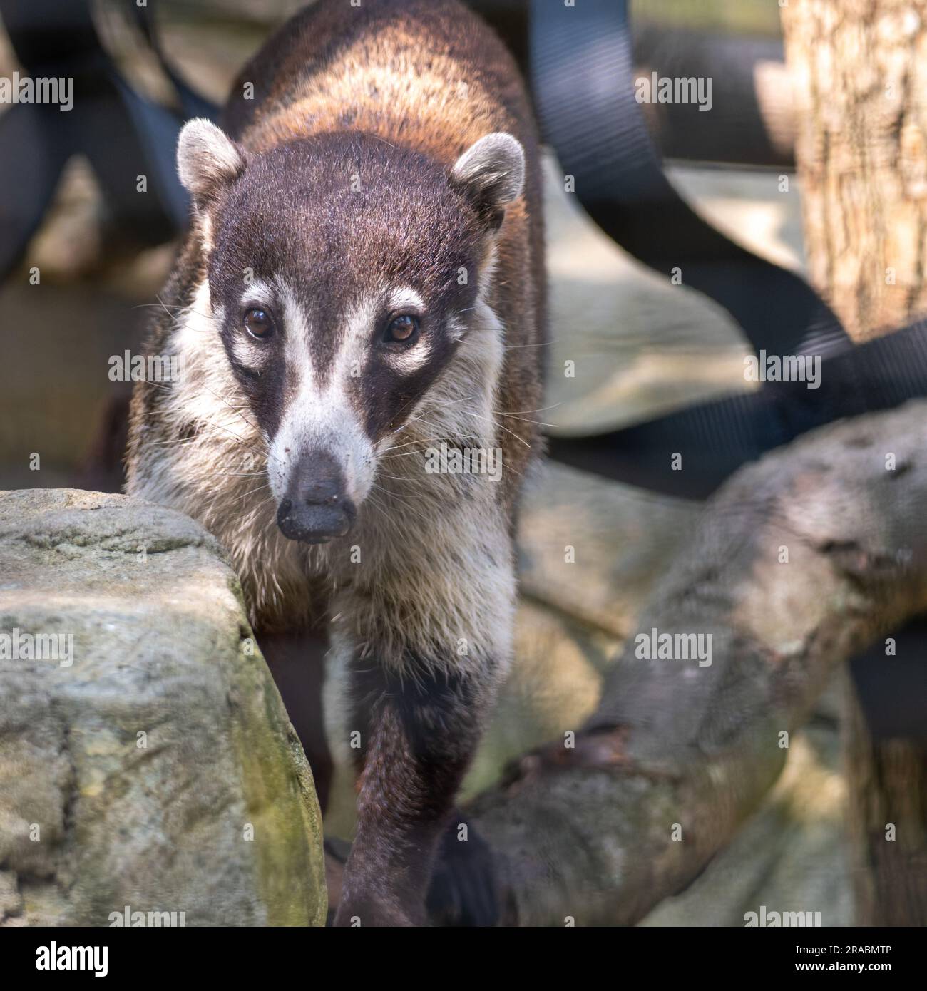 Baby coati nasua narica hi-res stock photography and images - Alamy