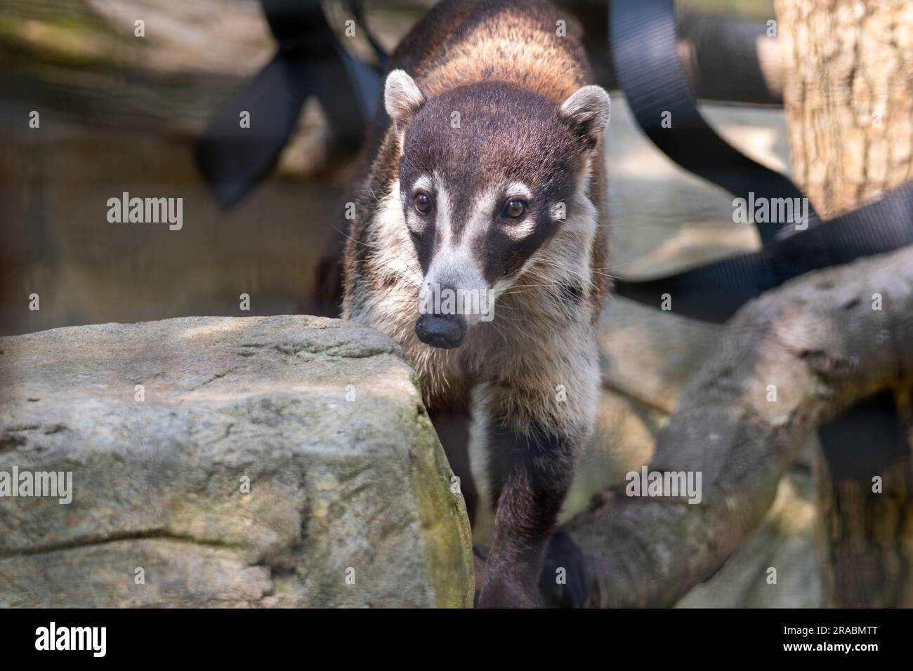 Young white nosed coati hi-res stock photography and images - Alamy