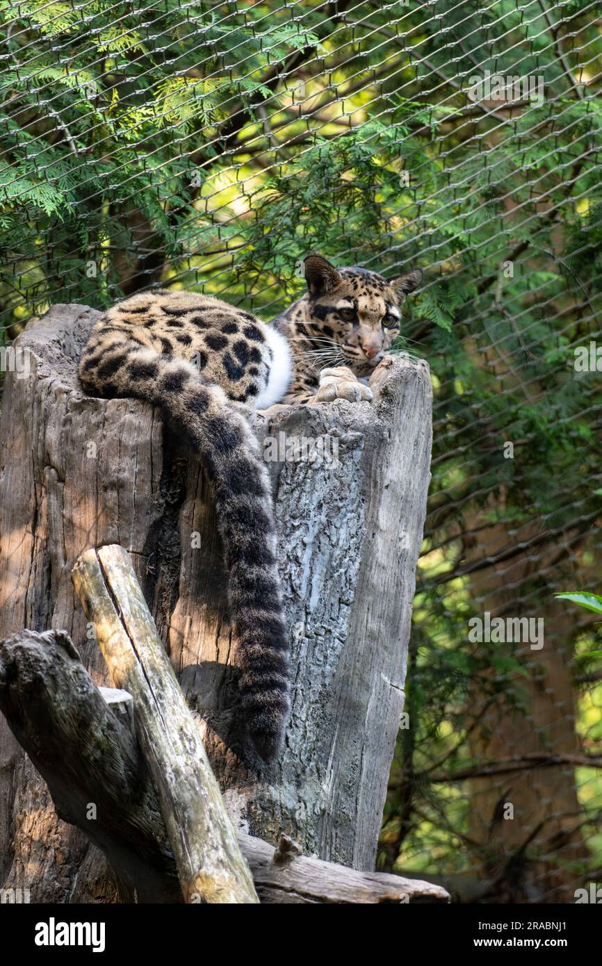 Clouded leopard tree hi-res stock photography and images - Alamy
