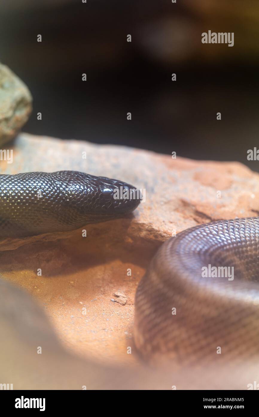 Macro Portrait of a Snake head Stock Photo - Alamy