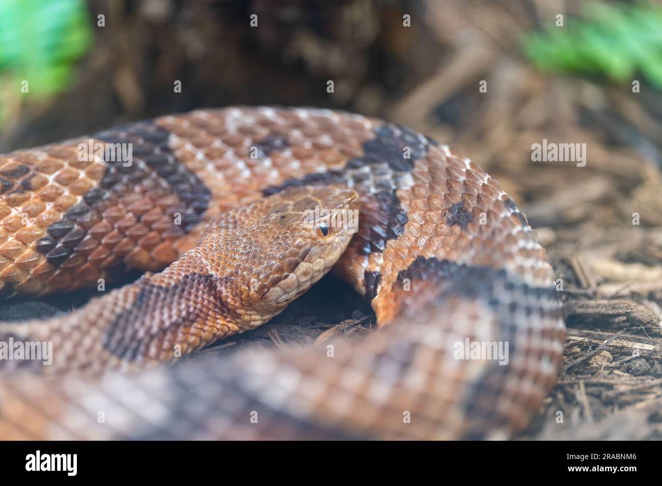 Coiled rattle snake hi-res stock photography and images - Alamy