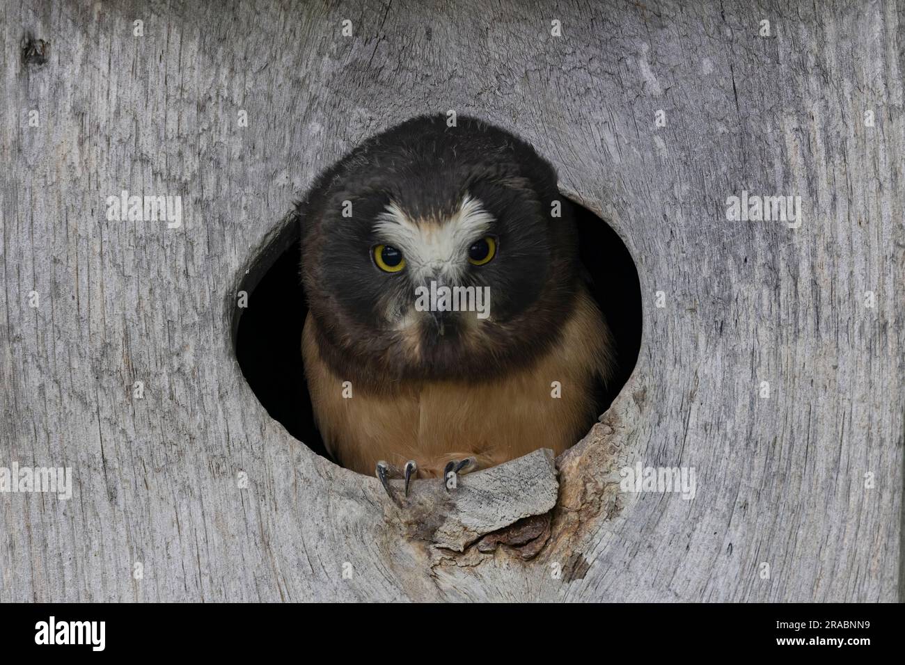 Cute Baby Saw Whet Owl