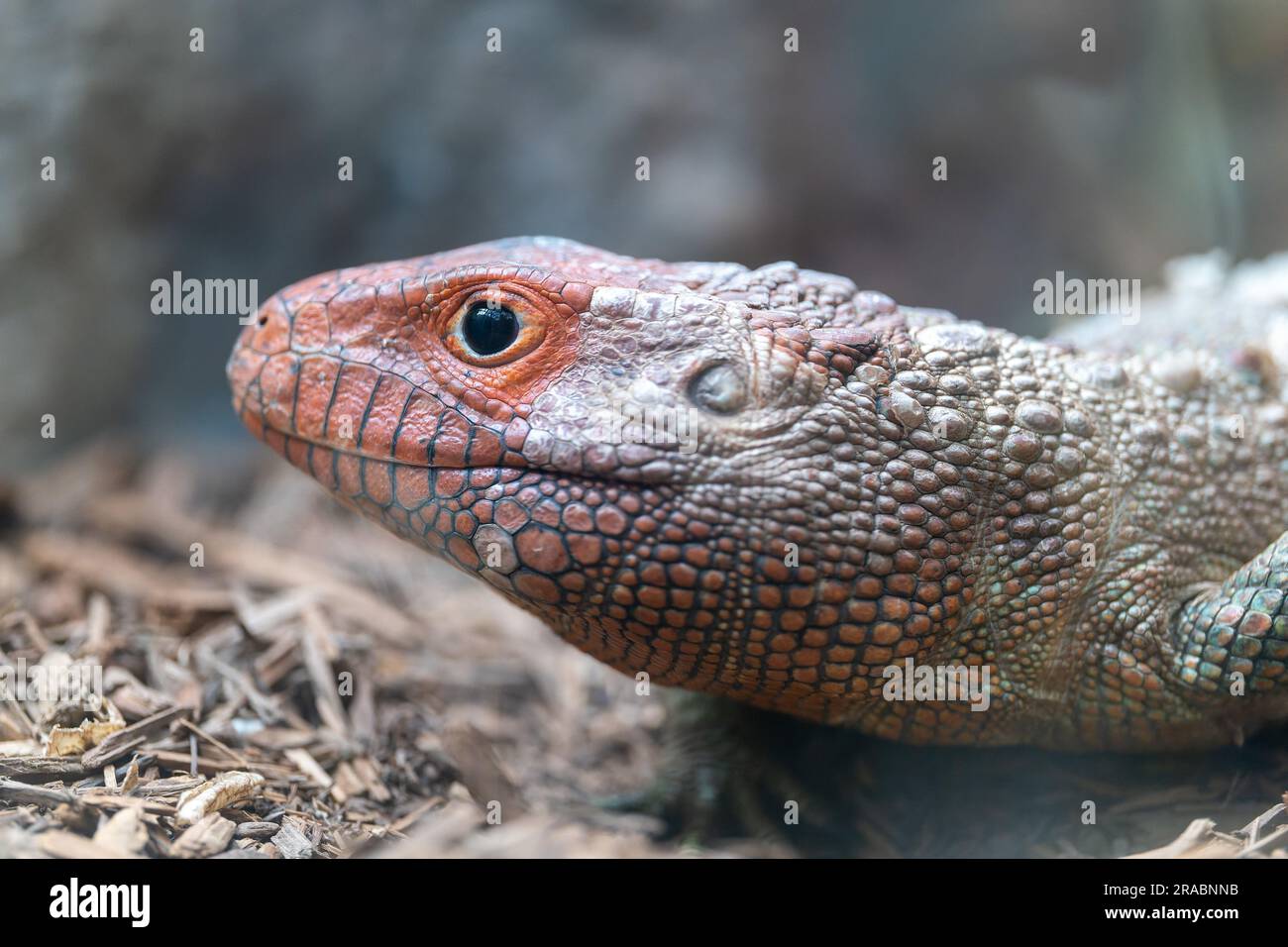 Close Up Photo of a Caiman Lizard Stock Photo - Alamy