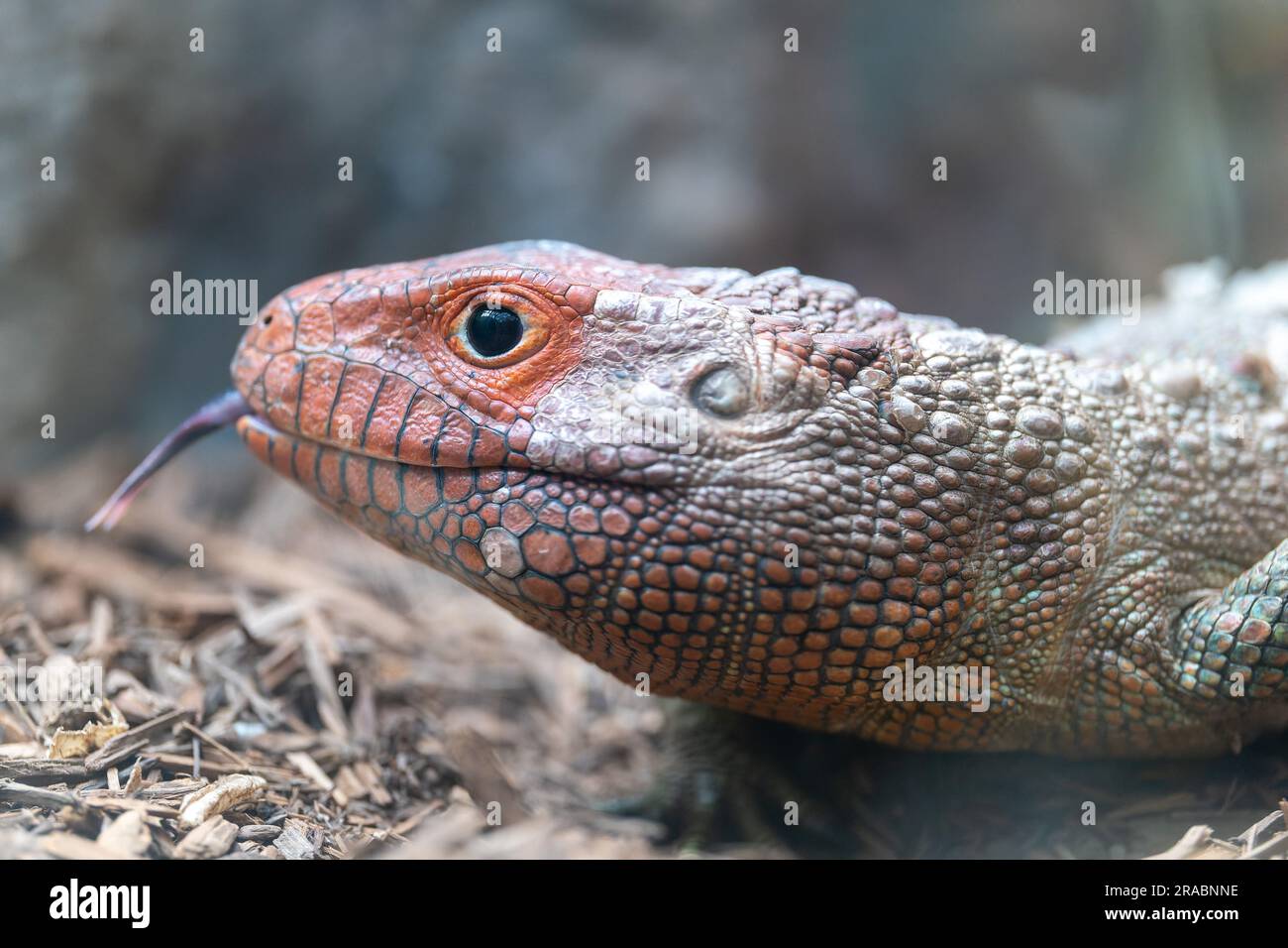 Caiman Lizard with Tongue Out Stock Photo - Alamy