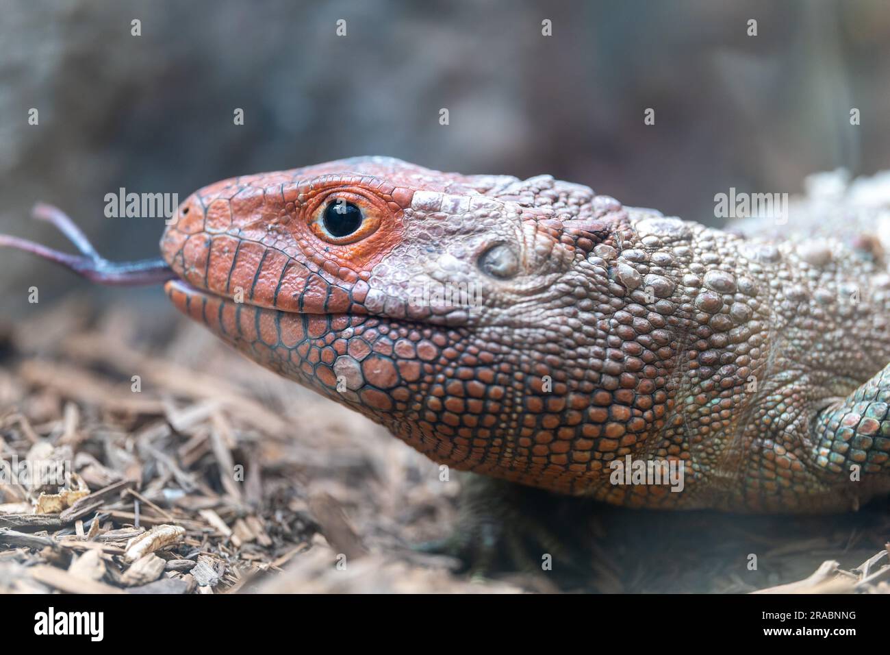 Caiman Lizard with Tongue Slithering Out Stock Photo - Alamy