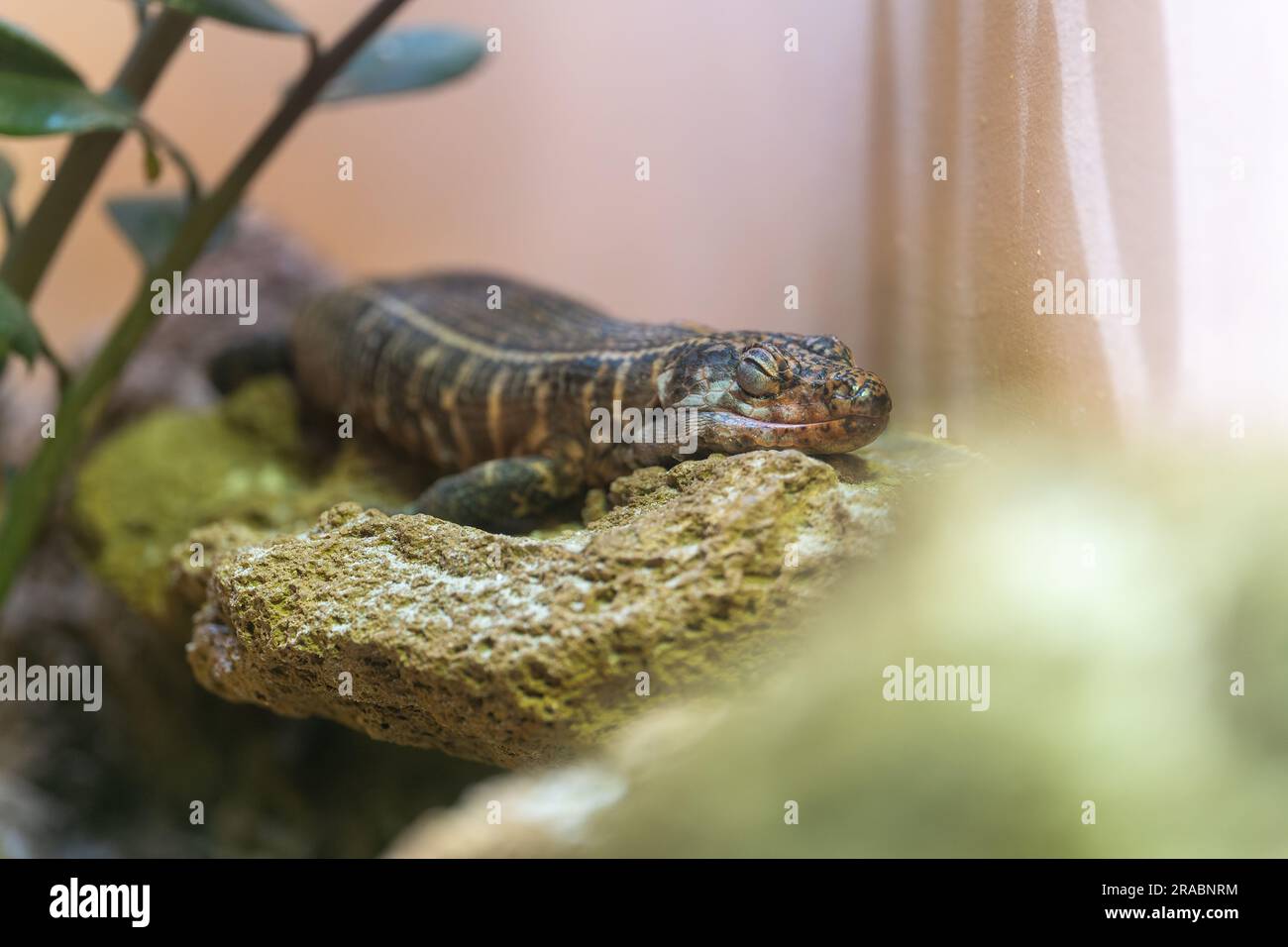 Giant plated lizard gerrhosaurus validus hi-res stock photography and ...