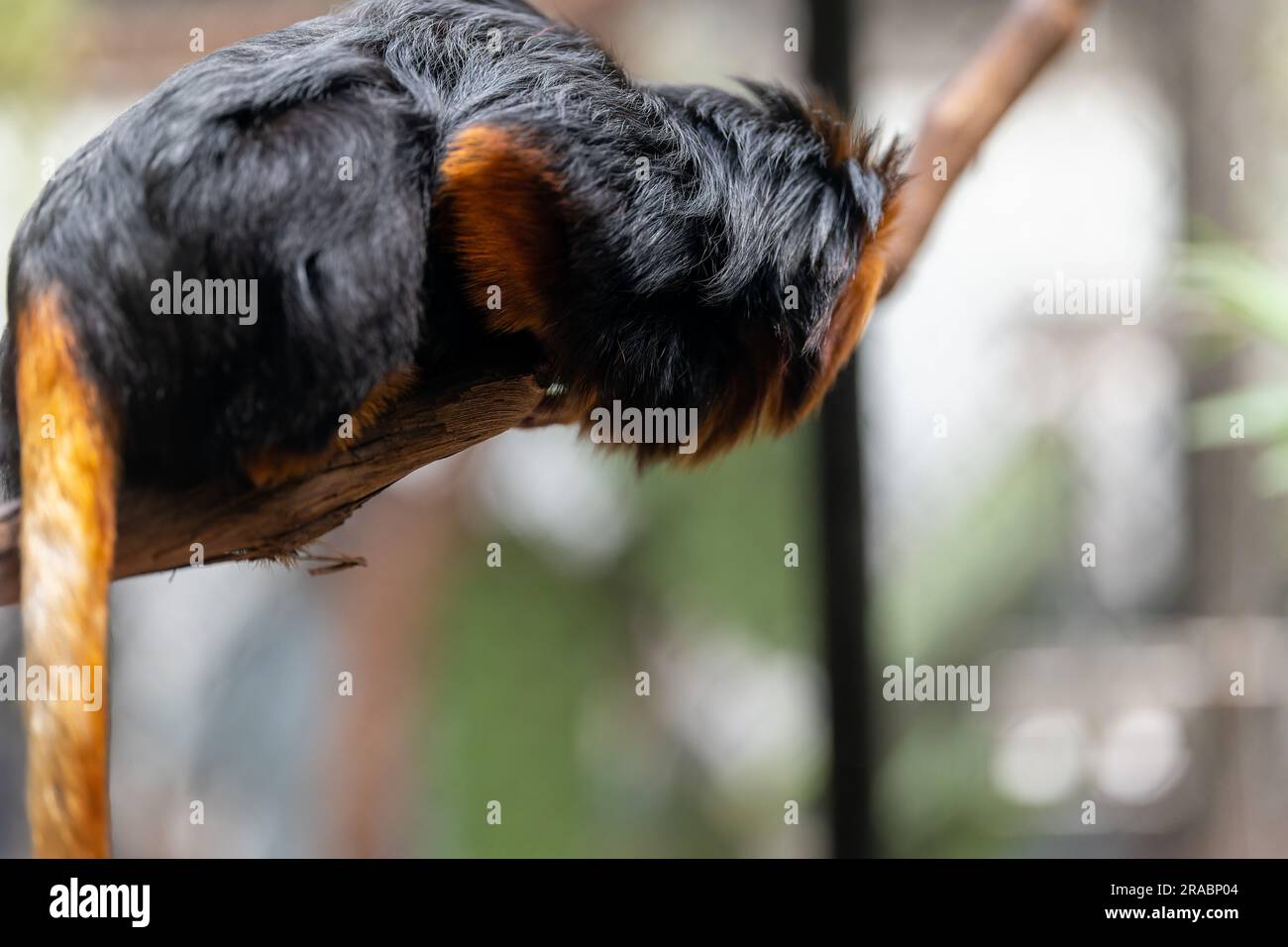 Rio tamarin hi-res stock photography and images - Alamy