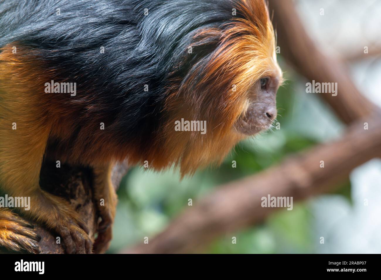 Mico leao dourado hi-res stock photography and images - Alamy