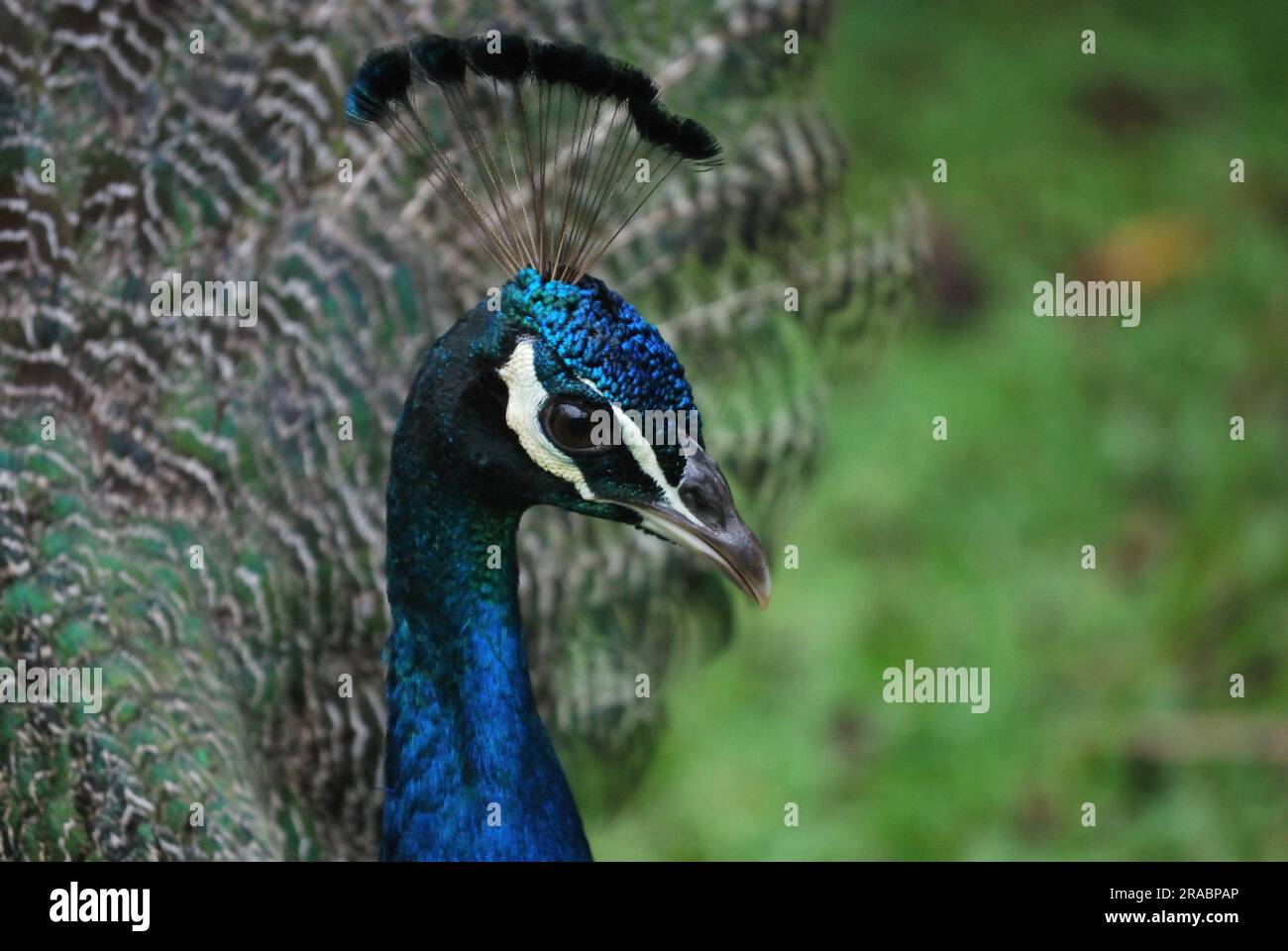 Peacock beach hi-res stock photography and images - Alamy