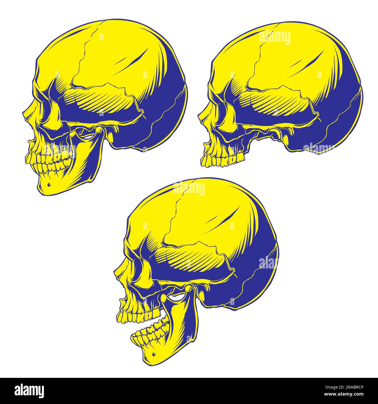 Skull line drawing Cut Out Stock Images & Pictures - Alamy