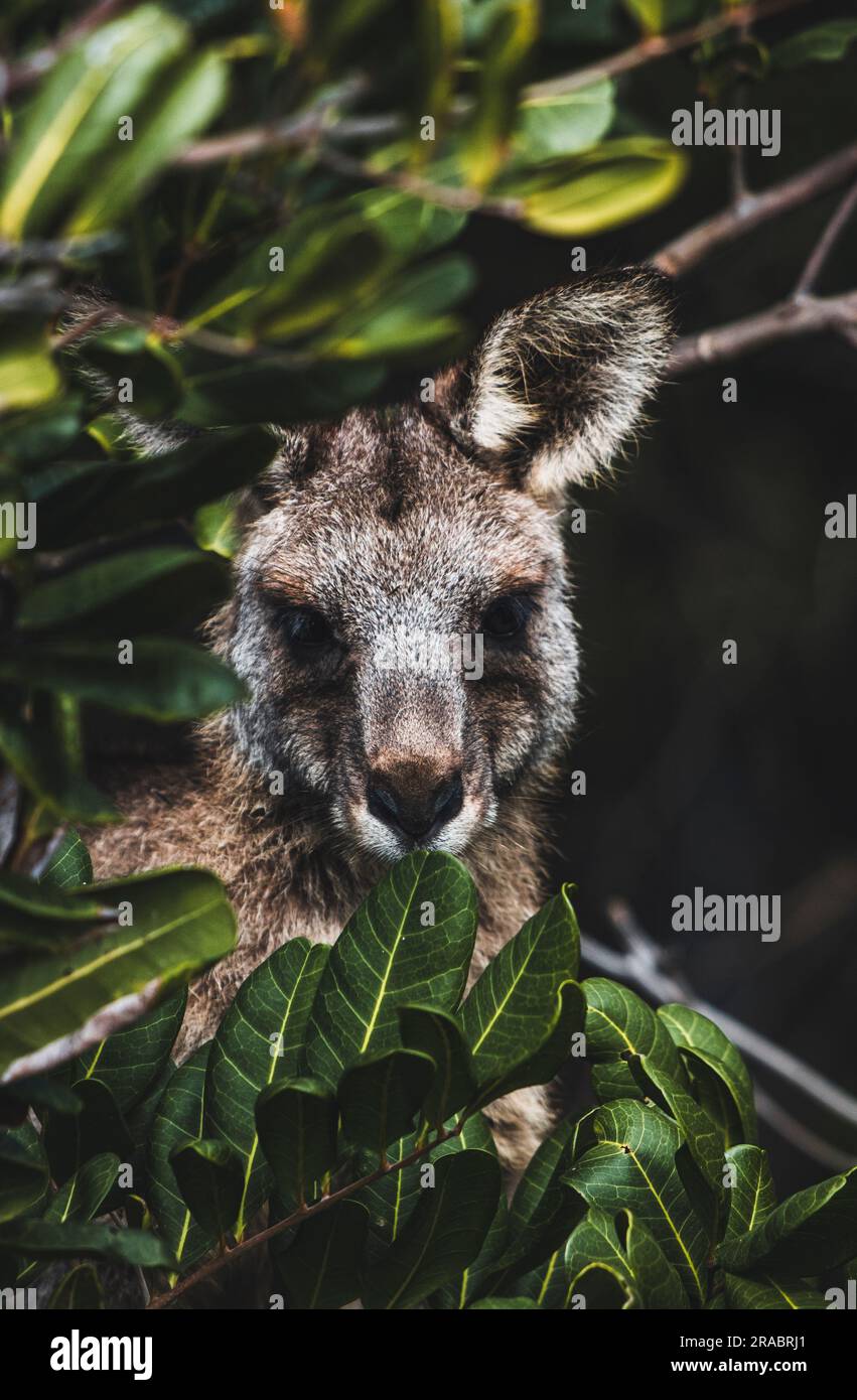 Tense wildlife hi-res stock photography and images - Alamy