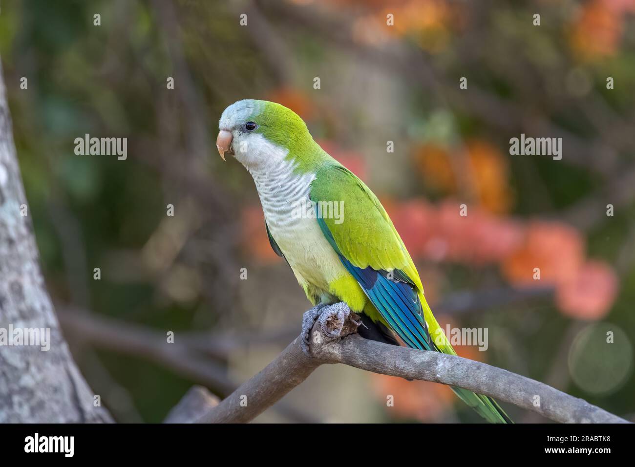 A colorful wild Monk parakeet (Myiopsitta monachus) perches on a branch ...