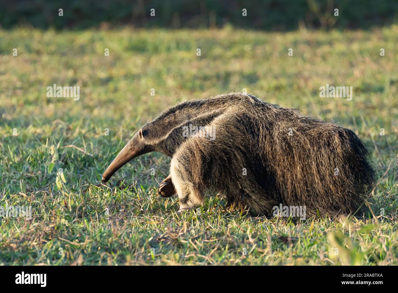A wild Giant anteater (Myrmecophaga tridactyla) forages at dusk in the ...