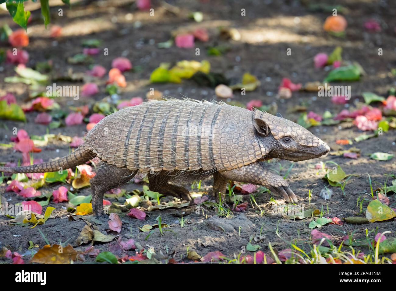 Hairy armadillo habitat hi-res stock photography and images - Alamy