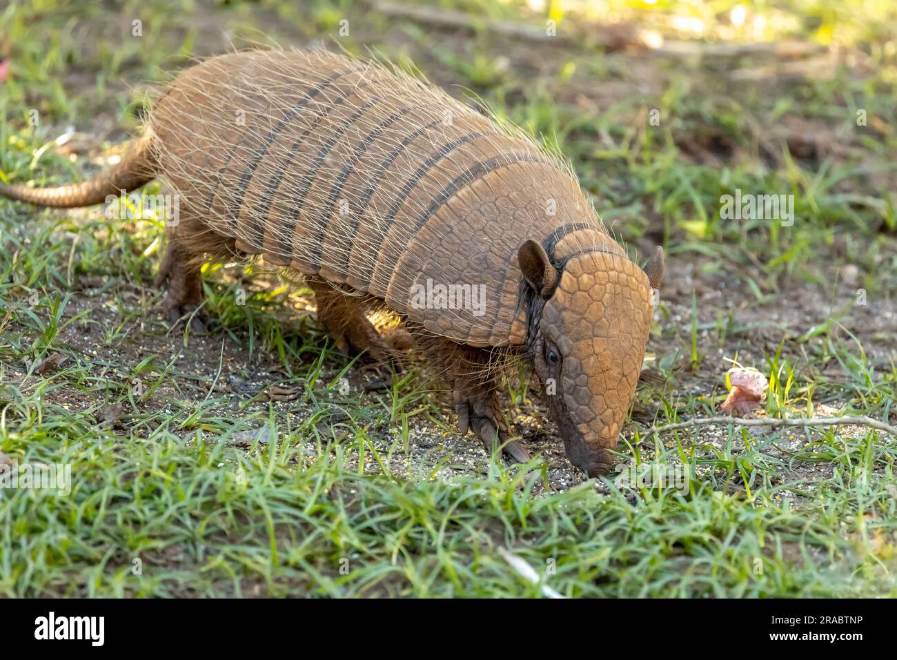 Hairy armadillo habitat hi-res stock photography and images - Alamy