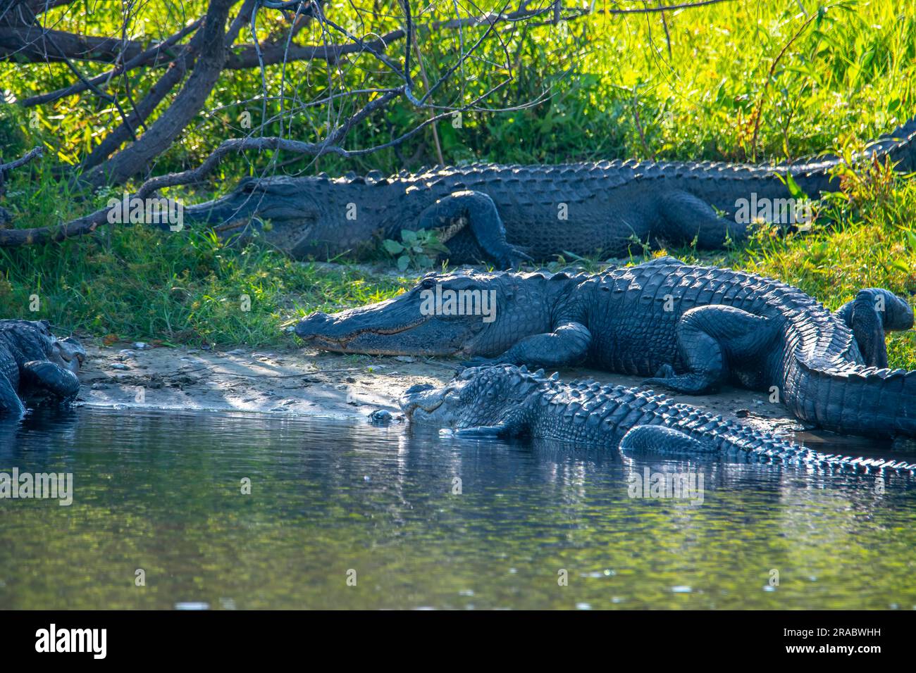 American Alligator basking in the sun on a log Stock Photo - Alamy