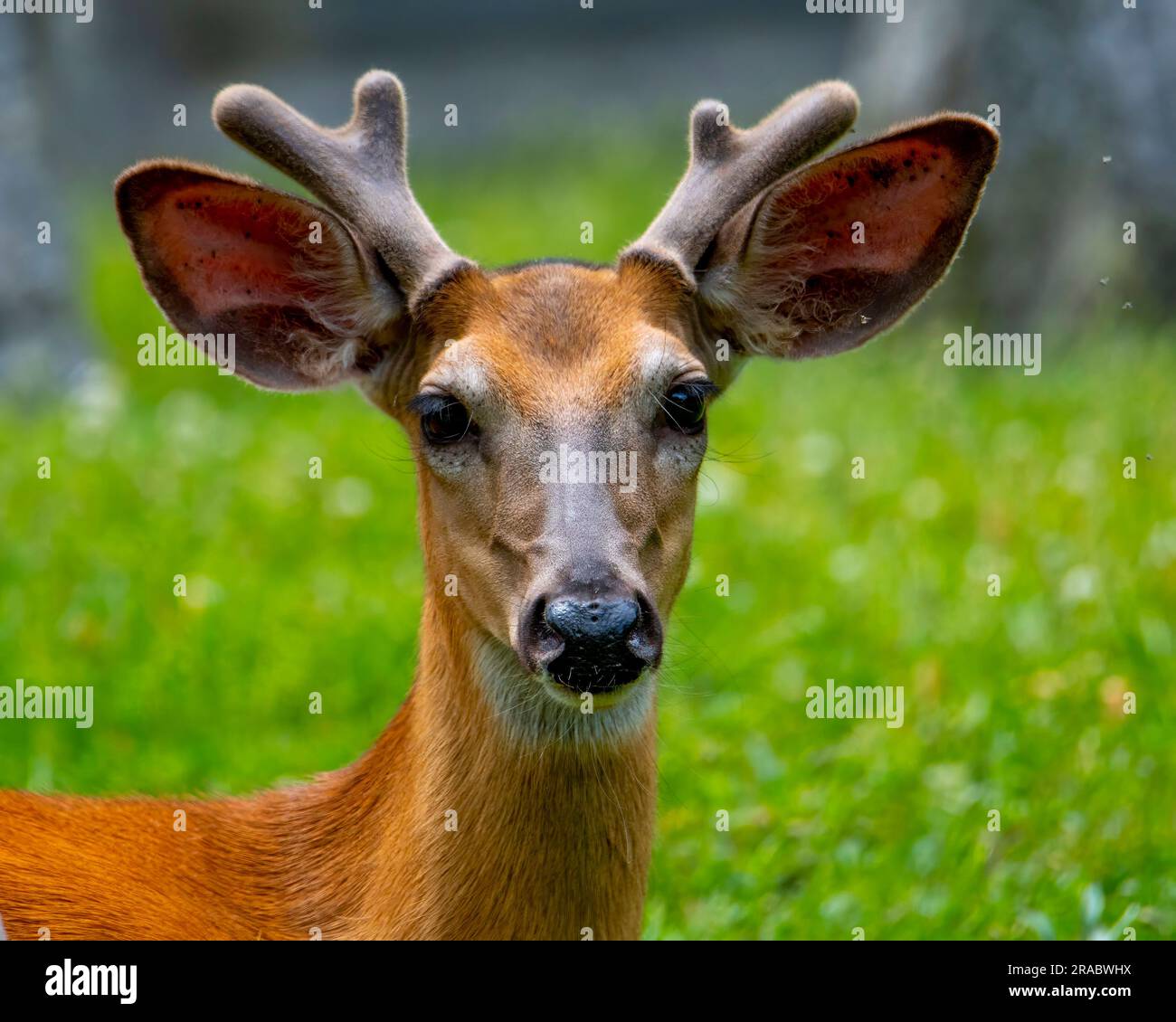 Whitetail deer buck in the open on a nature trail Stock Photo - Alamy