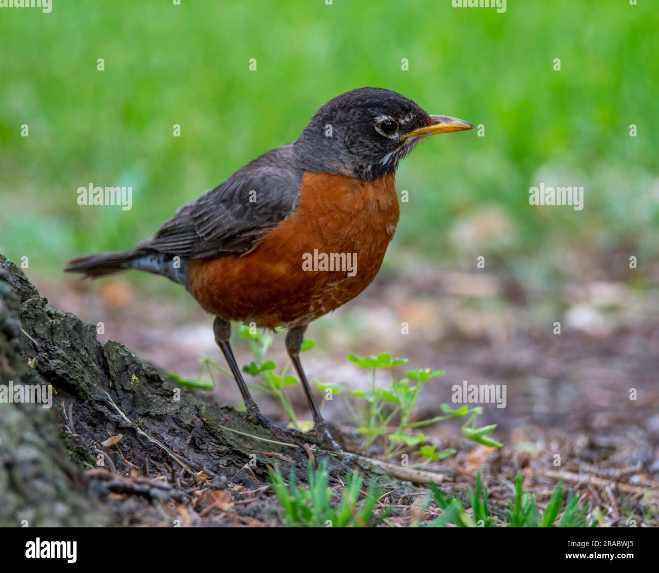 American robin with worm hi-res stock photography and images - Alamy
