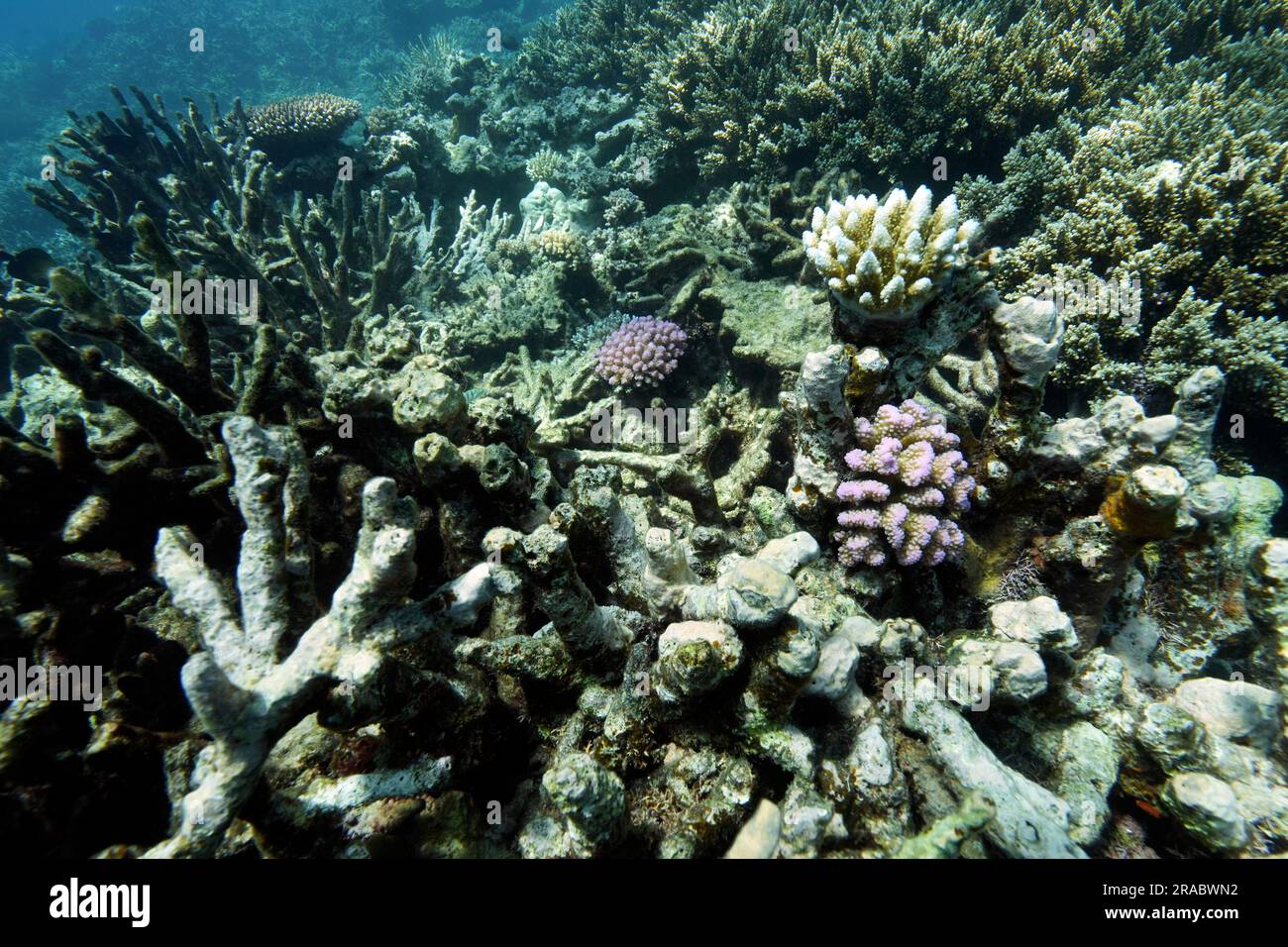 FILE - Coral on Moore Reef is visible in Gunggandji Sea Country off ...