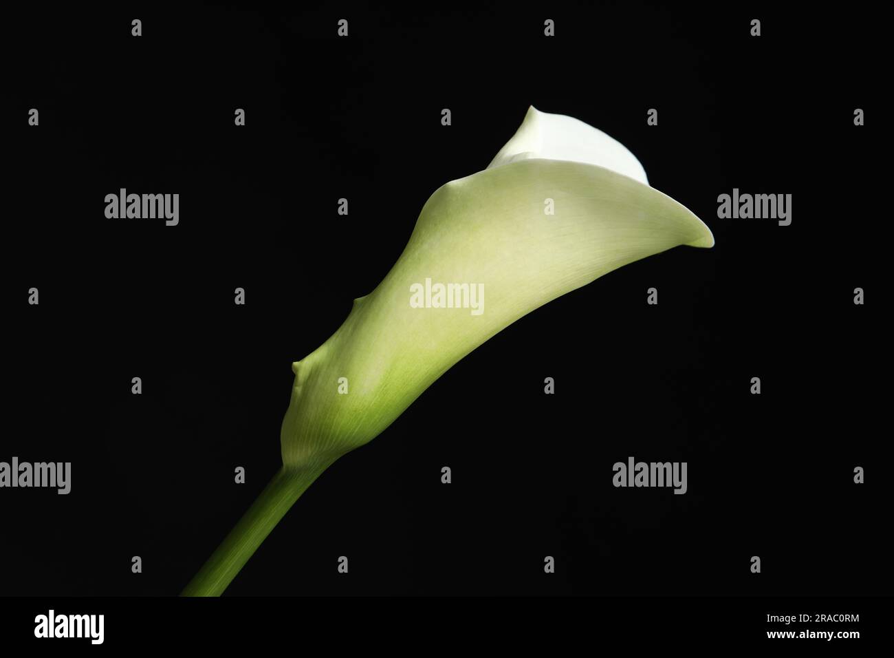 Beautiful calla lily flower on black background Stock Photo - Alamy